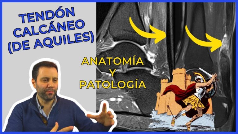 Inserción del Tendón de Aquiles en el Calcáneo: Anatomía, Función y ...