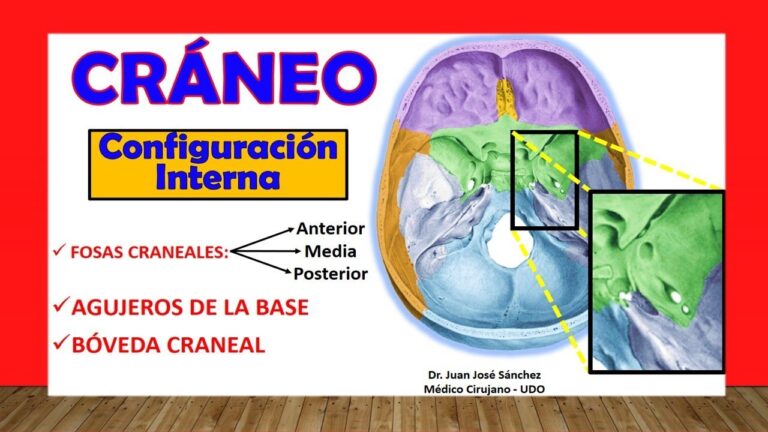 Anatomía de la Base del Cráneo: Estructuras, Funciones y Relevancia ...