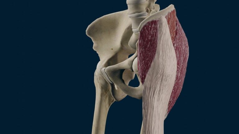 Musculo Tensor de la Fascia Lata: Funciones, Ejercicios y Beneficios ...