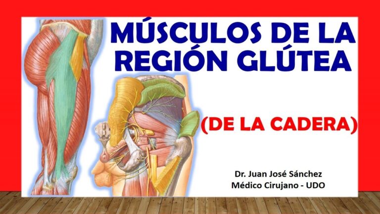 Todo lo que Necesitas Saber sobre los Músculos de la Cadera y Pelvis ...