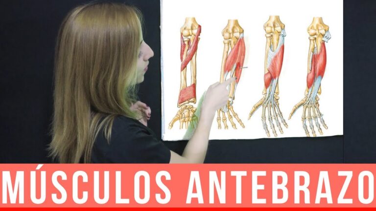 Descubre los Músculos de la Mano y Antebrazo: Anatomía y Funciones ...