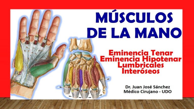 Descubre los Músculos de la Mano y Muñeca: Anatomía, Funciones y Ejercicios - Blog sobre Ortopedia