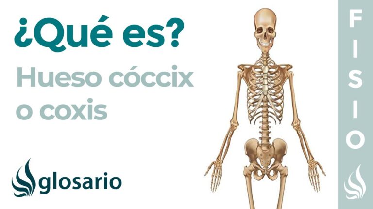 Cómo se escribe: coxis o cóccix, la forma correcta y su significado ...