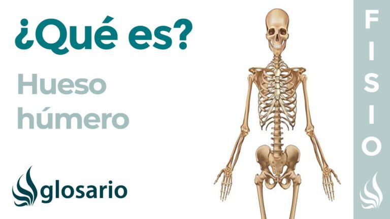 ¿En Qué Parte del Cuerpo se Encuentra el Húmero? Descubre su Ubicación ...