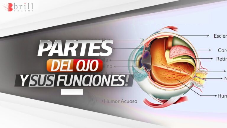 Descubre las Partes Externas e Internas del Ojo: Anatomía y Funciones ...