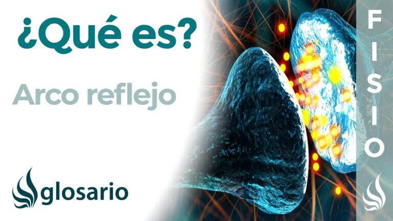 ¿Qué es el arco reflejo y el acto reflejo? Explicación clara y sencilla ...