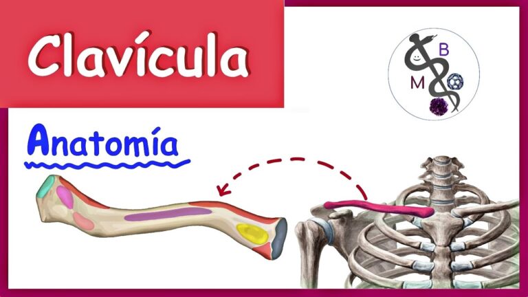 Tipos de Hueso de la Clavícula: Estructura, Función y Características ...