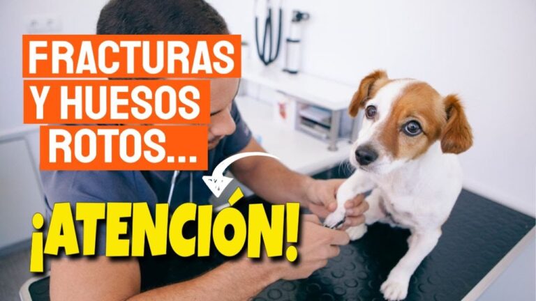 Cómo Curar un Dedo Roto de un Perro: Guía Completa para Dueños de ...