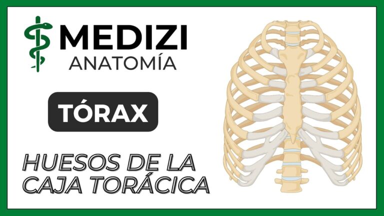 Los Huesos de la Caja Torácica: Estructura, Función y Anatomía - Blog ...