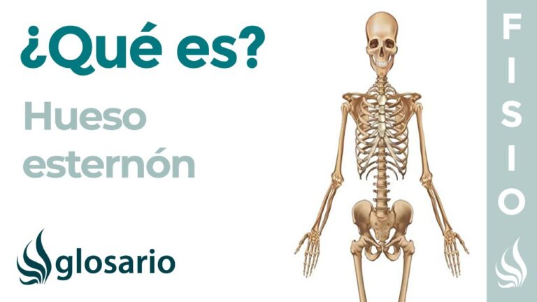 ¿Qué es el esternón del cuerpo humano? Funciones y características ...